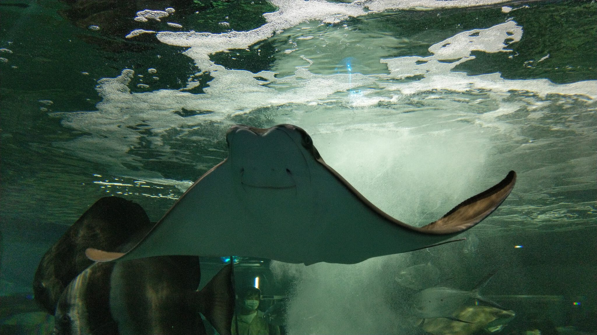 A different kind of aquarium in Kobe - Tabimonogatari - 旅物語